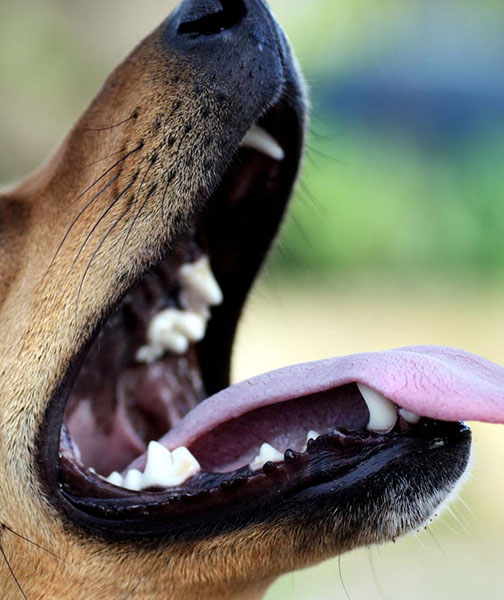 Kitalo! Embwa y’awaka etabuse n’erumaaruma bbebi wa Dr. Andrew Obuku n ...