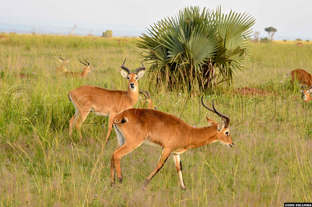 How the kob found its way on Coat of Arms - New Vision Official