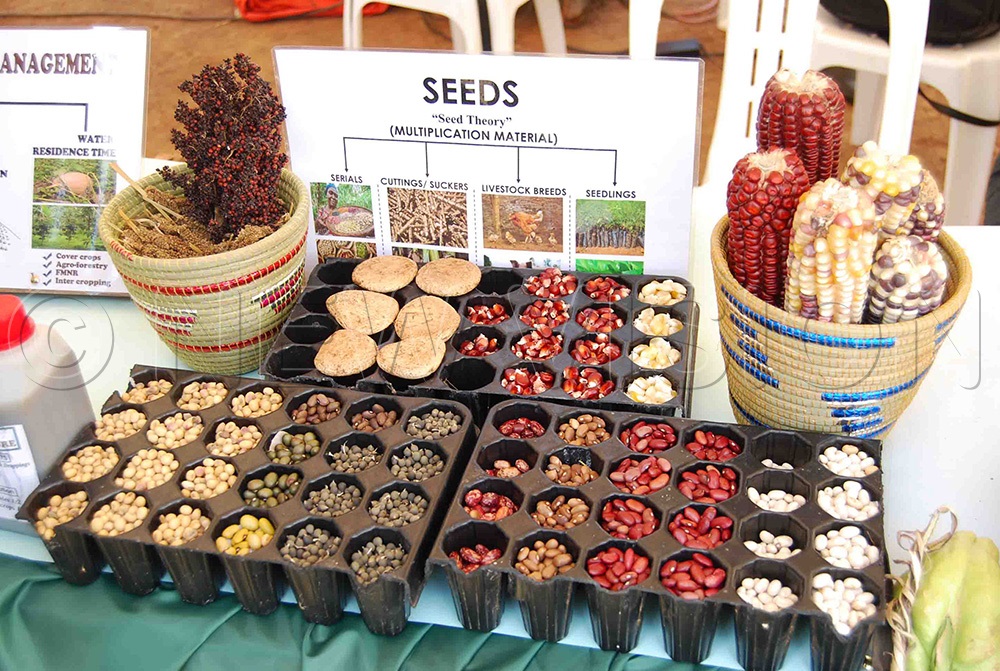 Agric. & Environment: Watch out for fake seeds as planting s