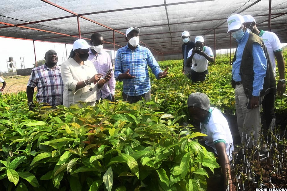Agriculture ministry boosts Musubi Farm with sh3b for avocado growing ...