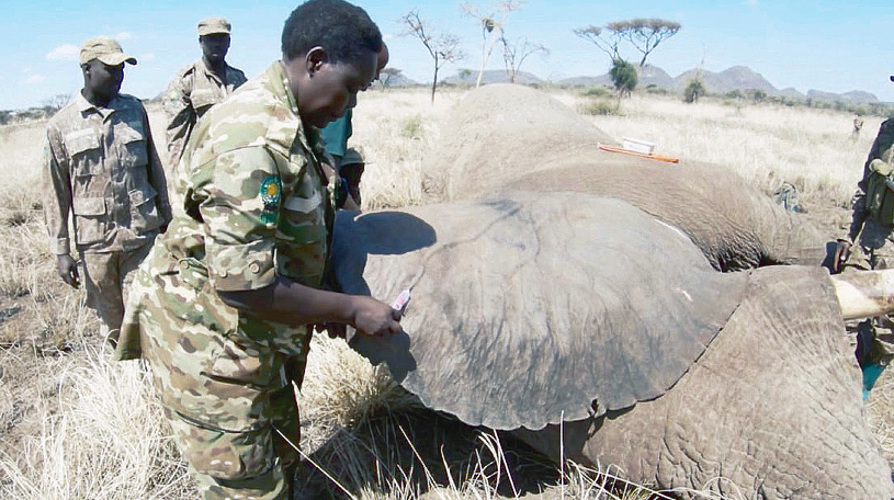 Dr Margaret Driciru: The wizard of the wild - New Vision Official
