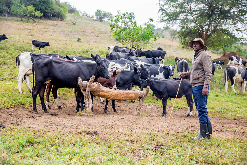Netherlands govt empowers 22,600 dairy farmers - Bukedde Online - Amawulire