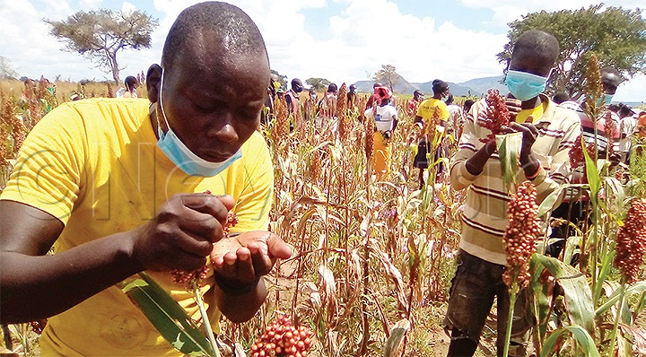 How to process obushera from millet