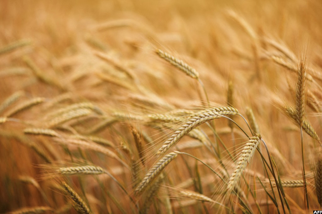 Chinese appetite for Australian barley is back - New Vision Official