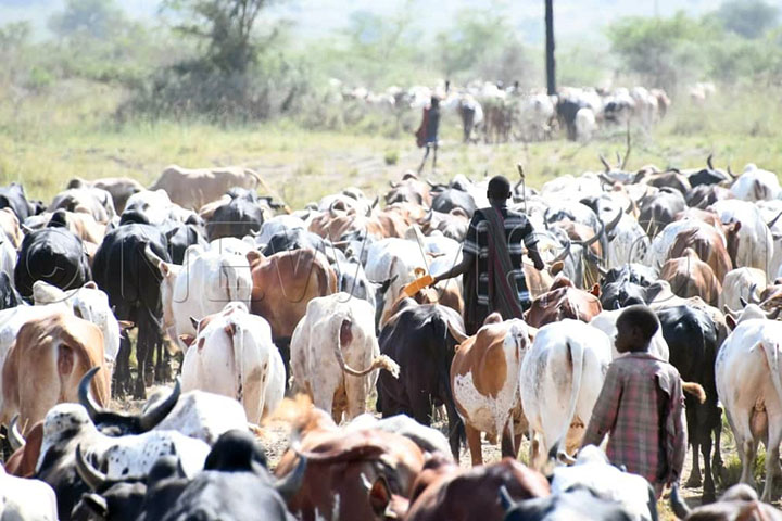 Rampant cattle rustling worries MPs - New Vision Official