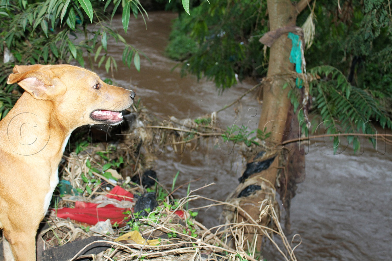 Revisiting Nabuyonga, the river of death and destruction - New Vision ...