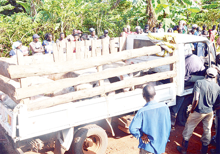 Gwebateeberezza okubba embizzi bamukubye bamutta e Kawolo - New Vision ...