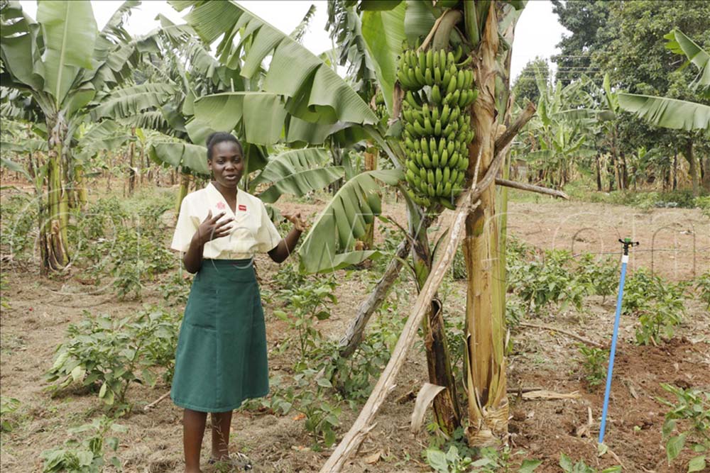 PICTORIAL: Gayaza High School farm camp to attract about 1,000 students ...