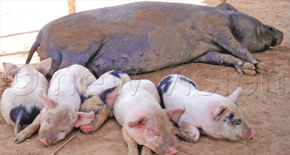 Farmers living in fear of swine fever