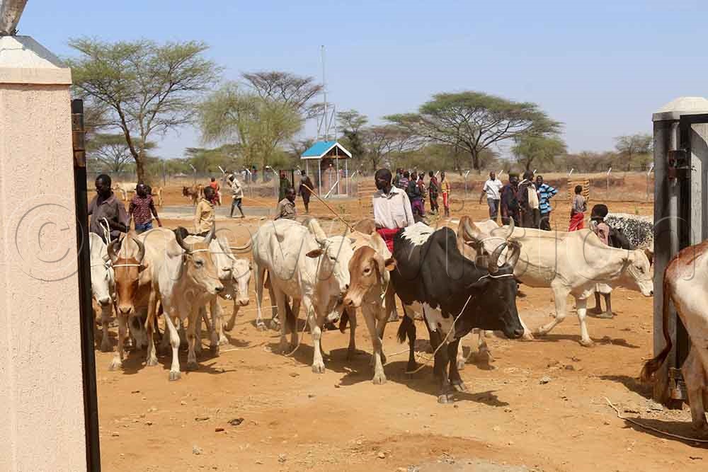 📸 Cattle traders decry buying stolen cattle from Karamoja markets - New ...