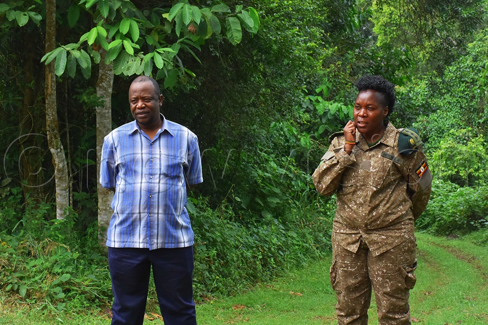 Over 8,000 hectares of Kibale National Park forest restored - New ...