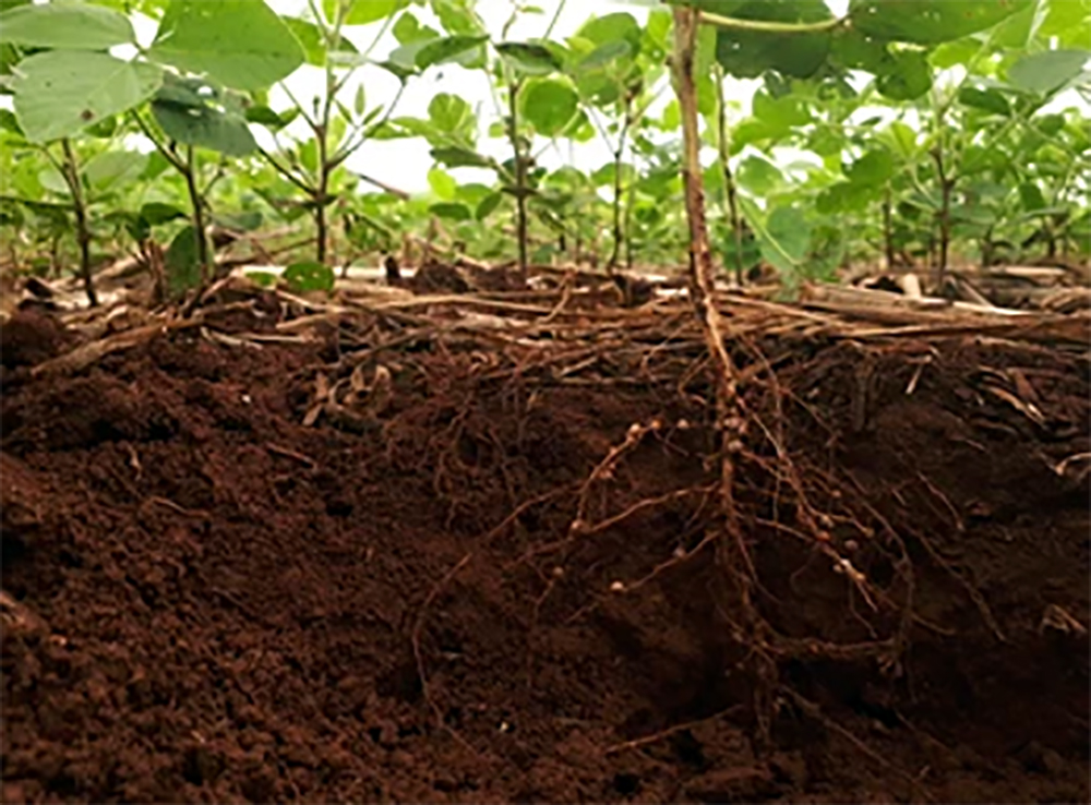 So What Determines Soil Fertility New Vision Official so-what-determines-soil-fertility-new-vision-official