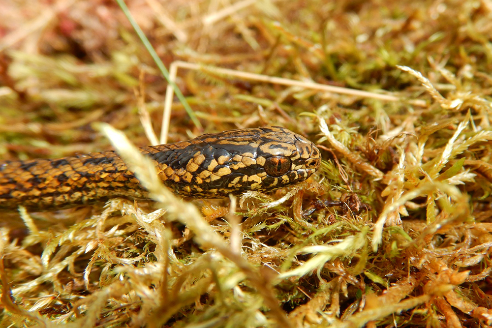 New species of snake found in Peru named after Harrison Ford - New ...