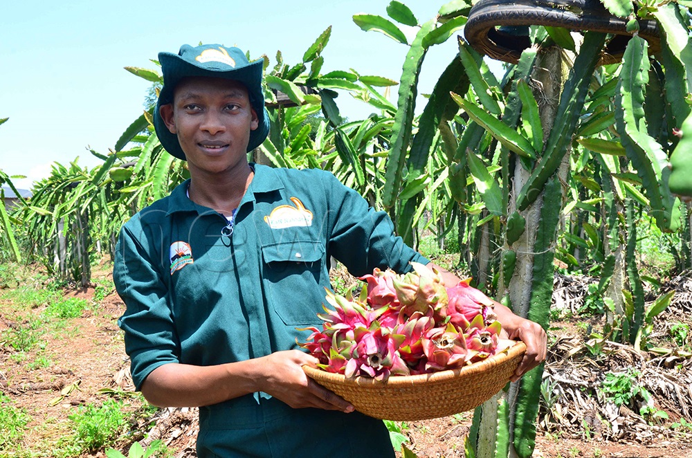 Harvest Money Expo: You could mint money from rabbit rearing, dragon ...