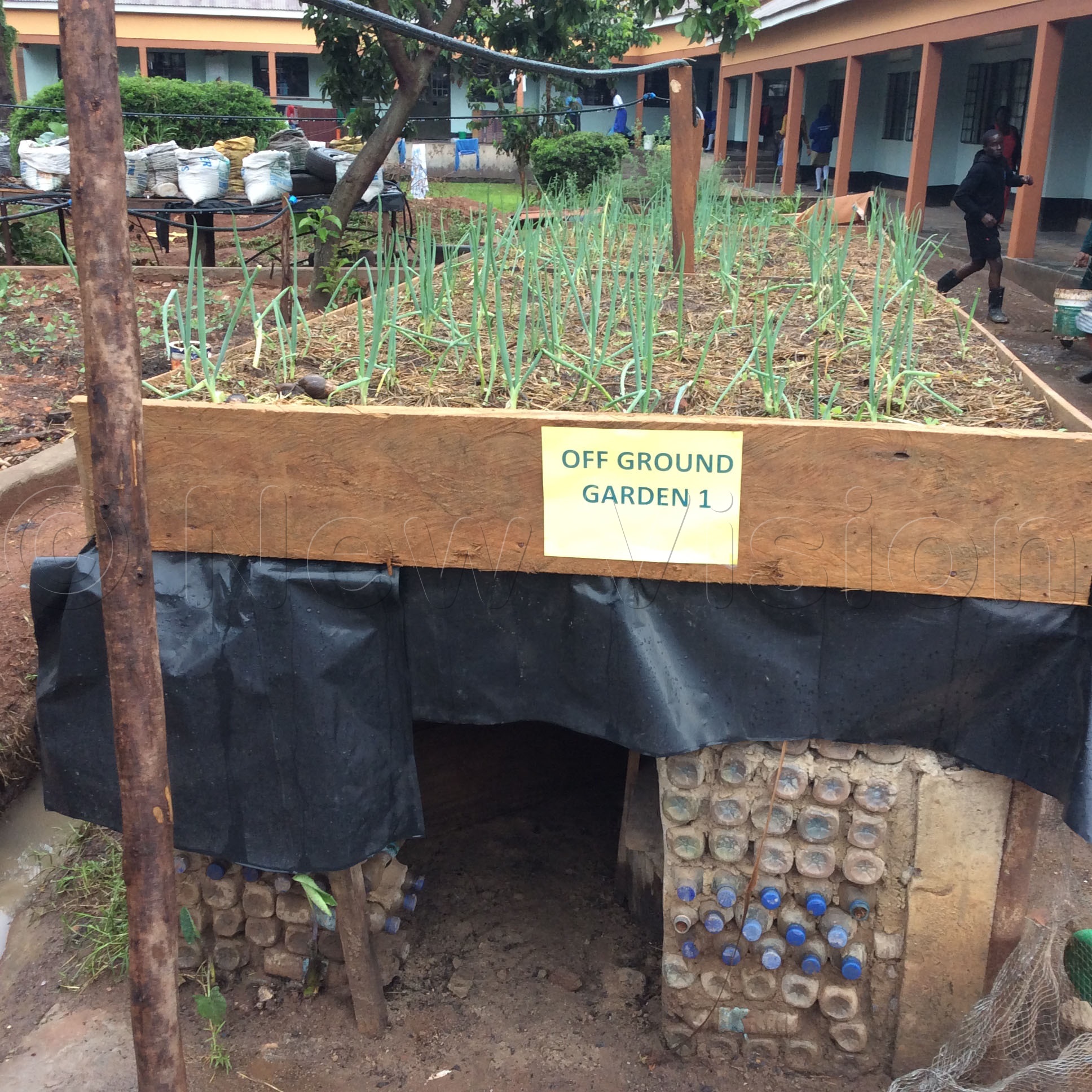 Smart gardening: Vegetables replace flowers in compounds