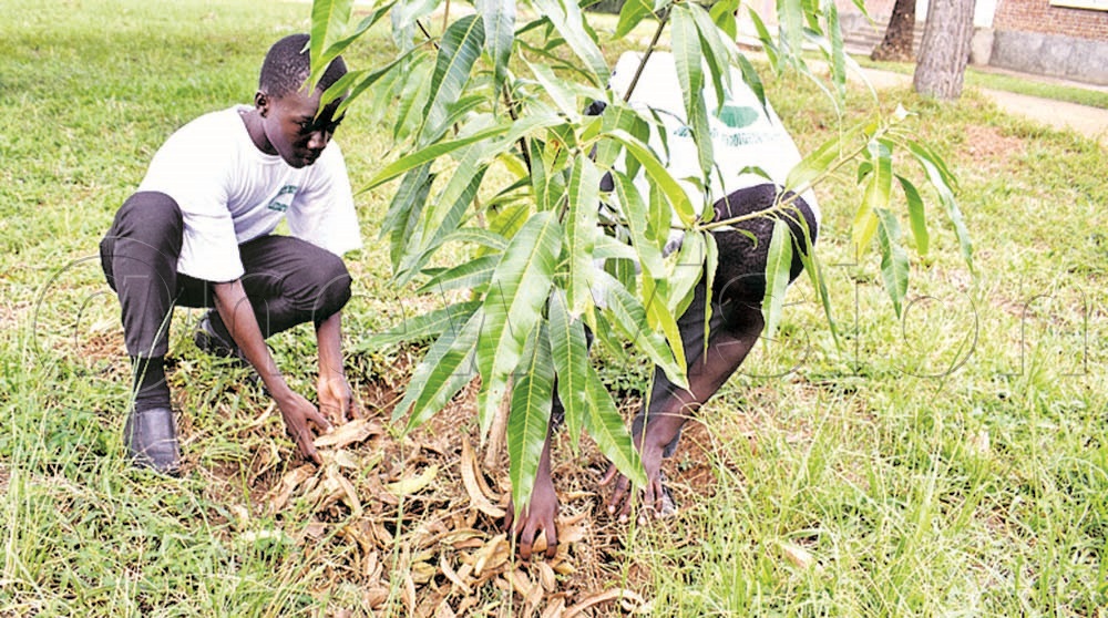 GREEN UG: Thoughts of the week