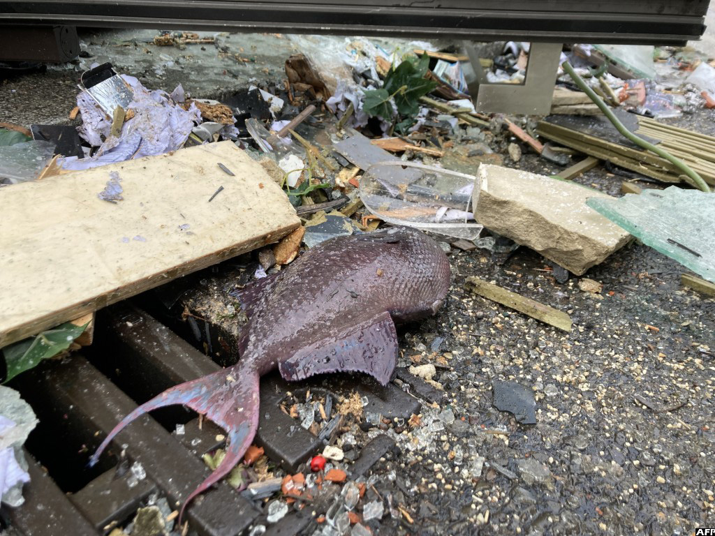 Hundreds of fish die as huge Berlin aquarium bursts - New Vision Official