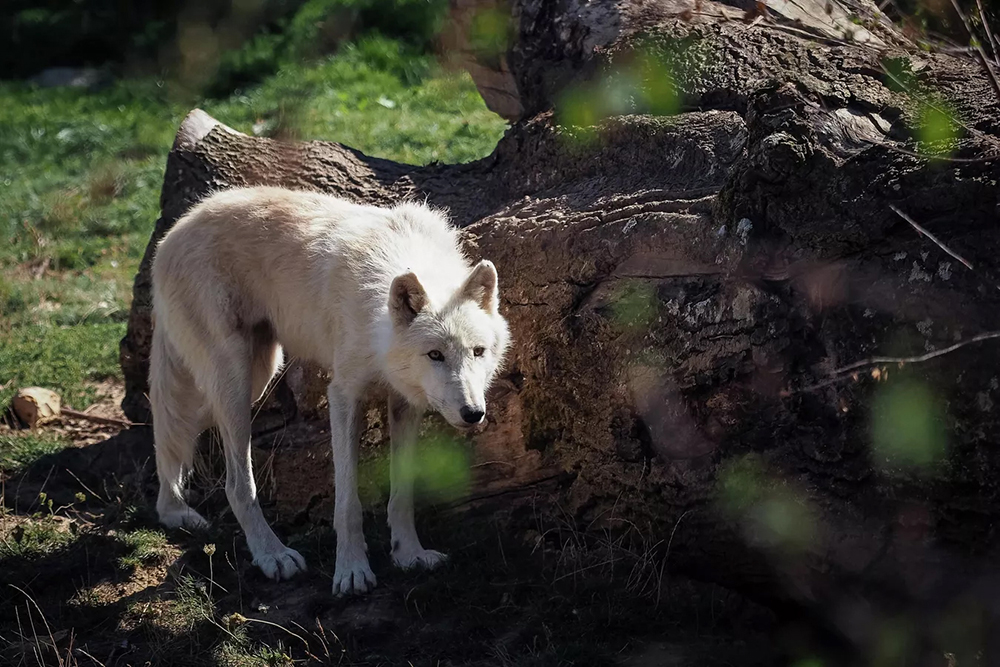 Wolf attack at French zoo leaves woman fighting for life