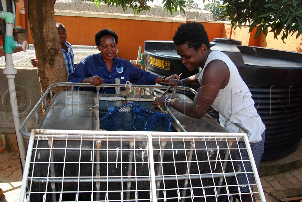 How Kempango turned her backyard into a fish farm - Bukedde Online ...