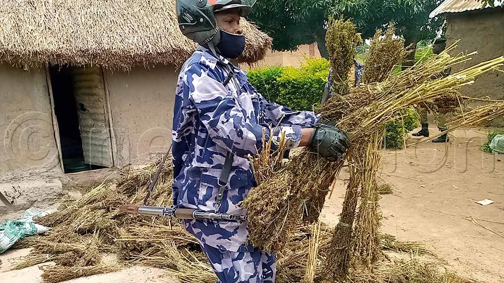 Mbale Police raid homes, recover heaps of marijuana, destroy hectares ...