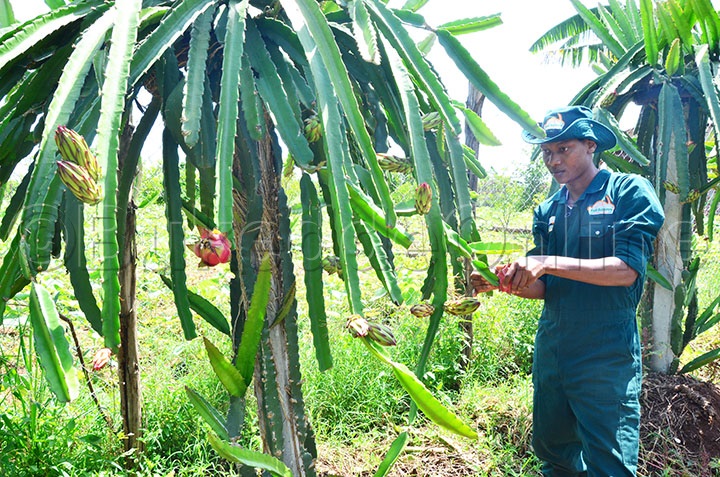 Yiga okulima engabo y'ekyalo oyoole ssente - New Vision Official