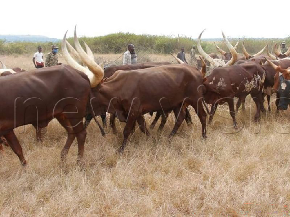 🔊 Over 5000 cows to be vaccinated in Buliisa district