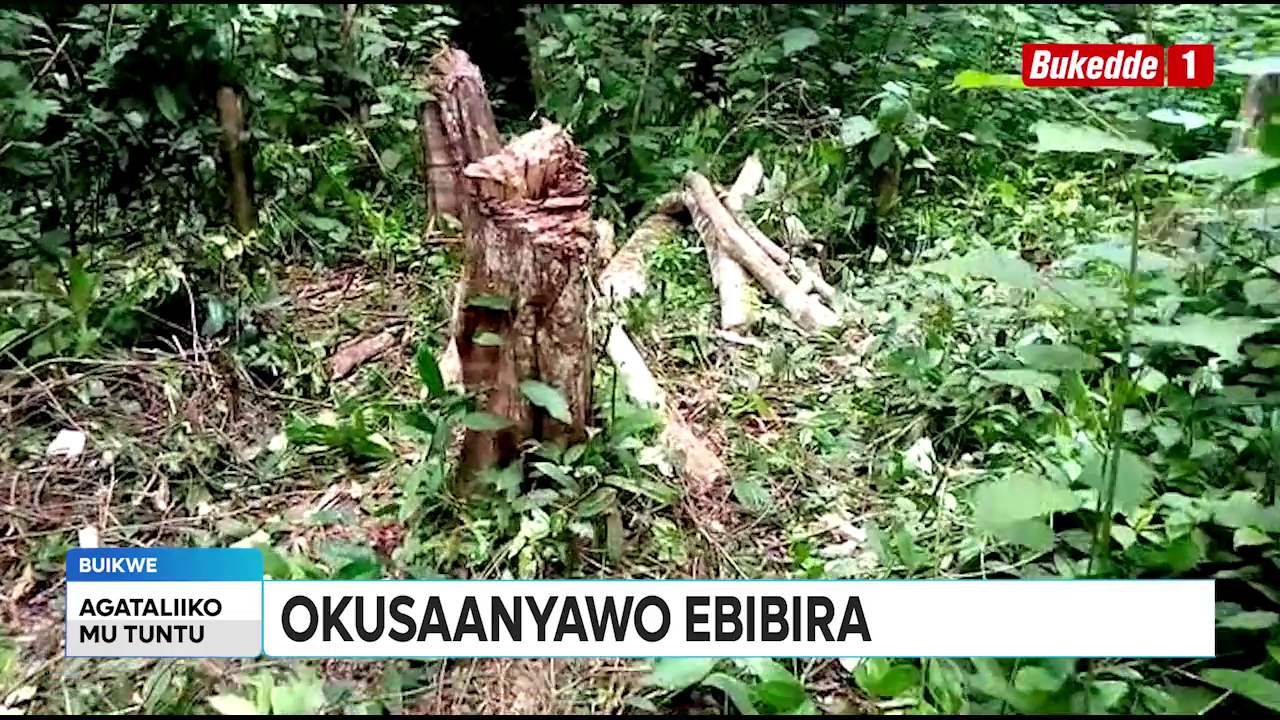 Ttuntu: Okusaanyaawo ebibira. Ba Ssentebe beeralikirivu. Basaba wabeewo ...