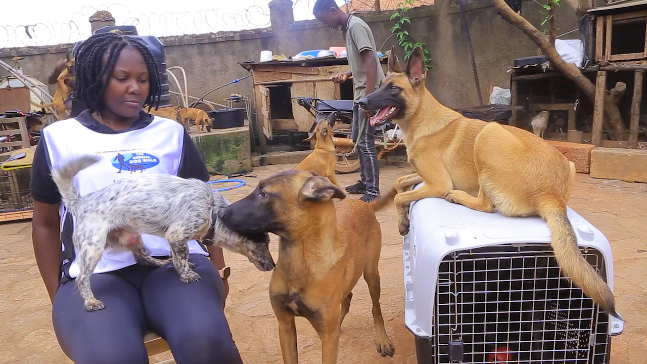 Yiino emboozi y’abatendekwa embwa n’okuziyigiriza emirimu egyenjawulo ...