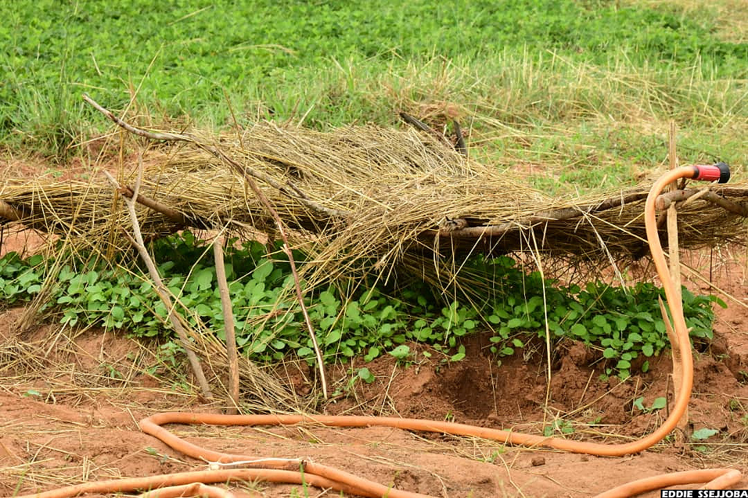 Lolachat Seed SS sets sights on more greening - New Vision Official