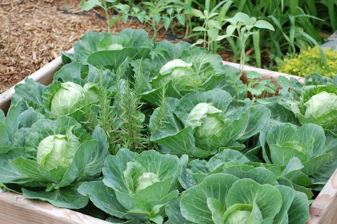 How to plant cabbages in your backyard