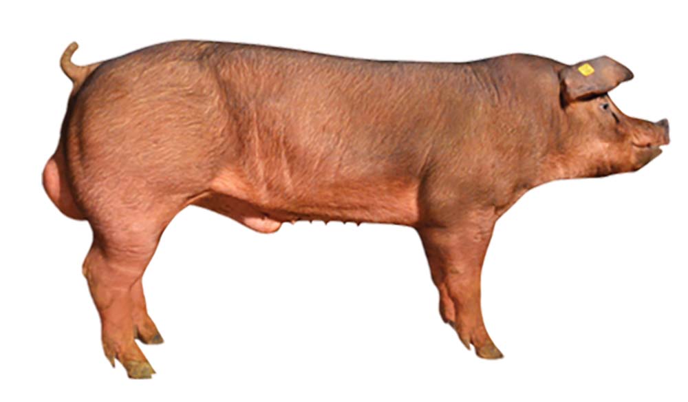 ️ VIDEO: How to choose a breeding boar