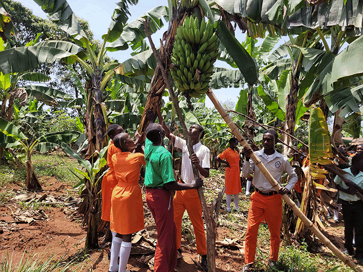 Green Schools Project ; Entebbe Comprehensive SS balwana okukuuma ...
