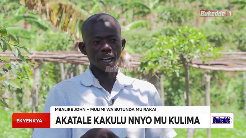 Naawe osobola - Akatale kakulu nnyo mu kulima - New Vision Official