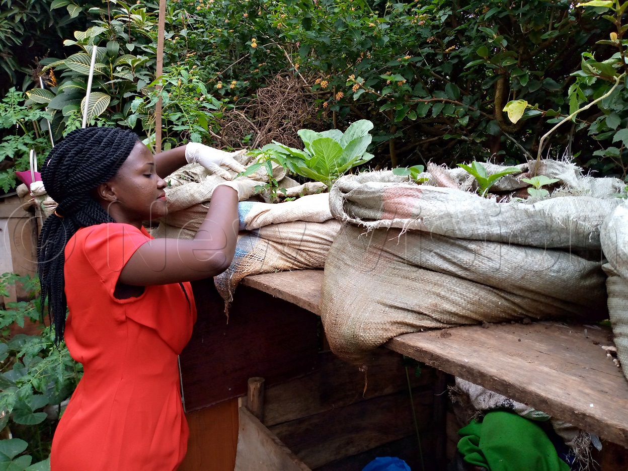 With a small compound, sack gardening is the way to go