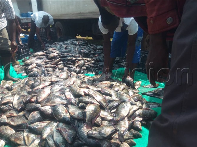CAGE FISHING: Namayingo farmers swim in cash - New Vision Official