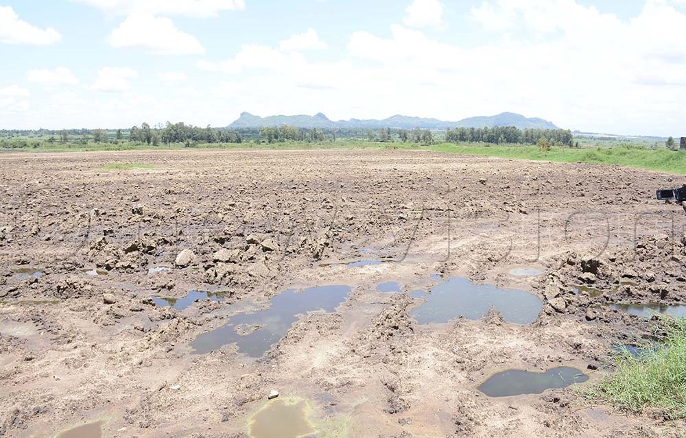 NEMA suspends Busia Sugar factory over environment degradation - New ...