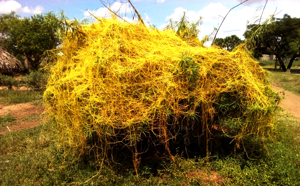Dodder weed threatening farmers