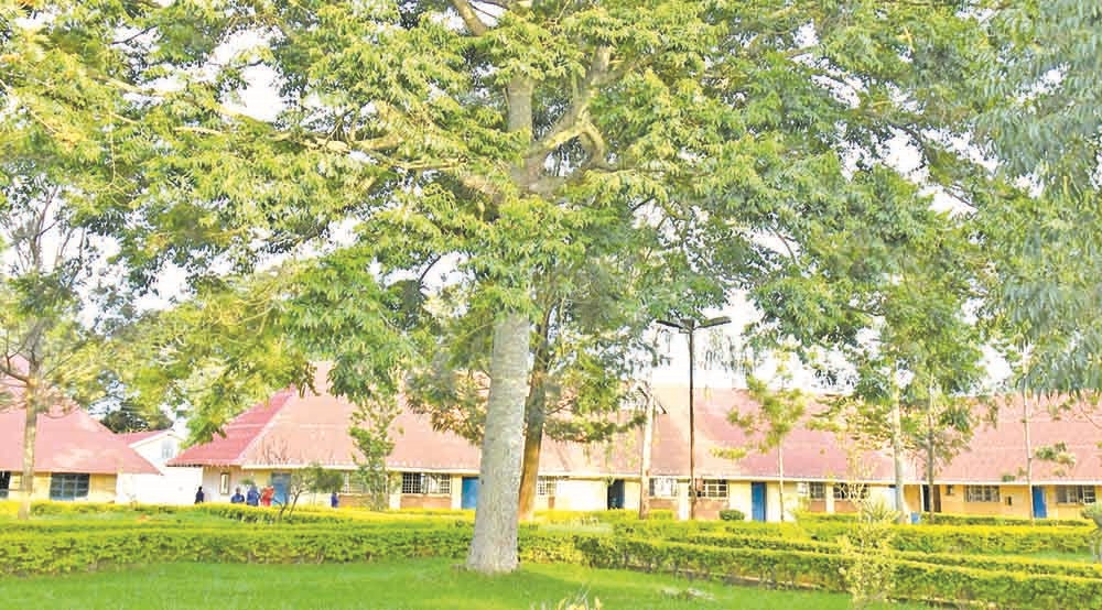 Mwiri embarks on tree planting - New Vision Official