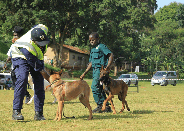 Mutendeke embwa zammwe zibataase mu buzibu - Poliisi - New Vision Official