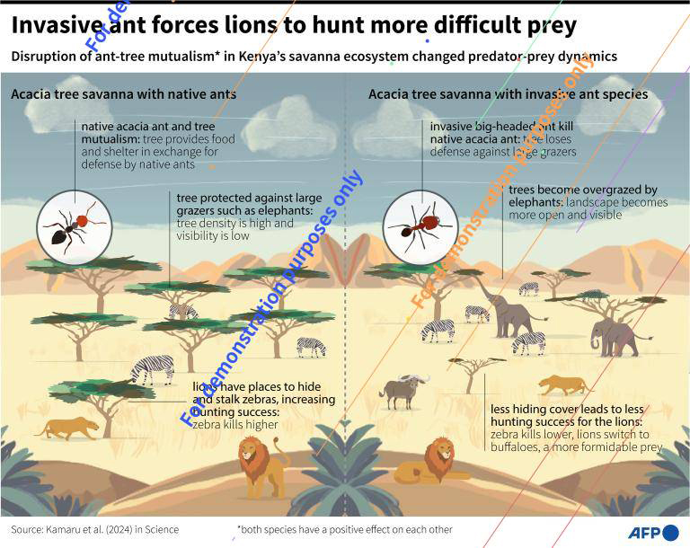 How an invasive ant caused lions to change their diet - New Vision Official