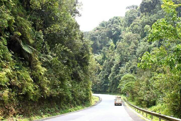 ️ ECO ZONE: Beauty of Mabira Forest - New Vision Official