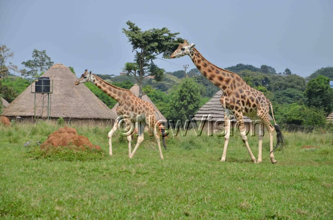 Tourism: Entebbe zoo reopens gates for tourists