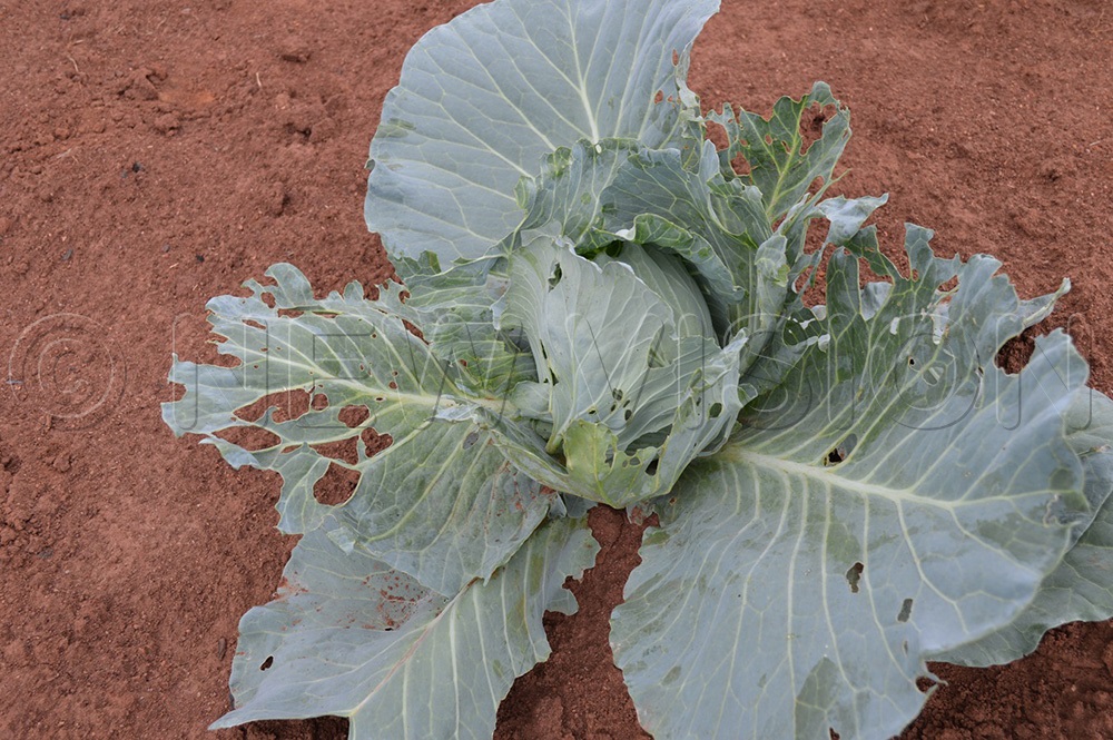 Cabbage quality affected by disease, pests