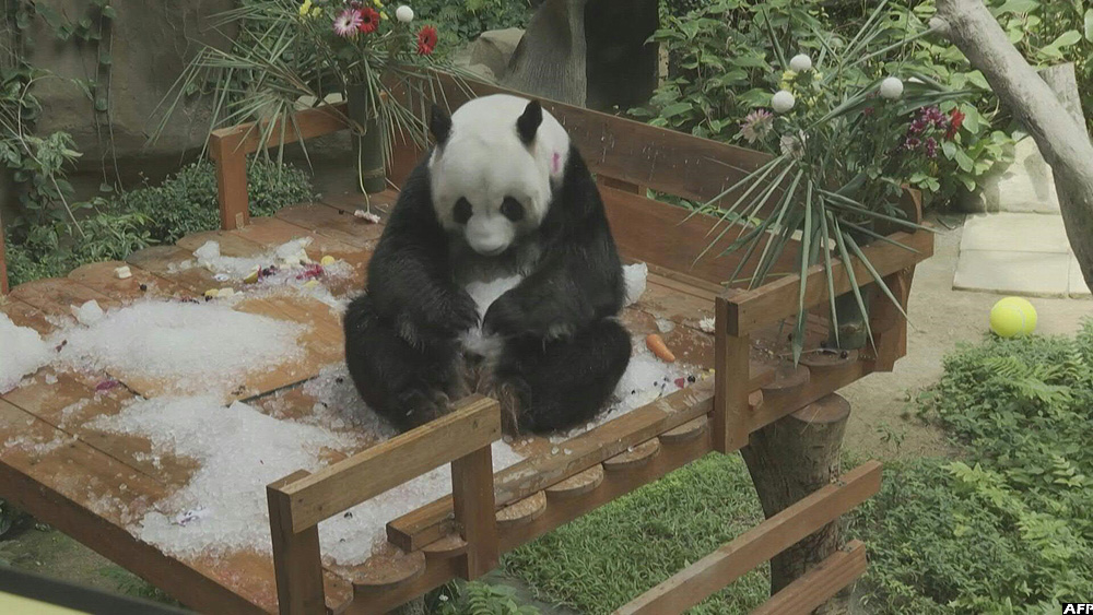 VIDEO: The giant pandas celebrating 17th birthday